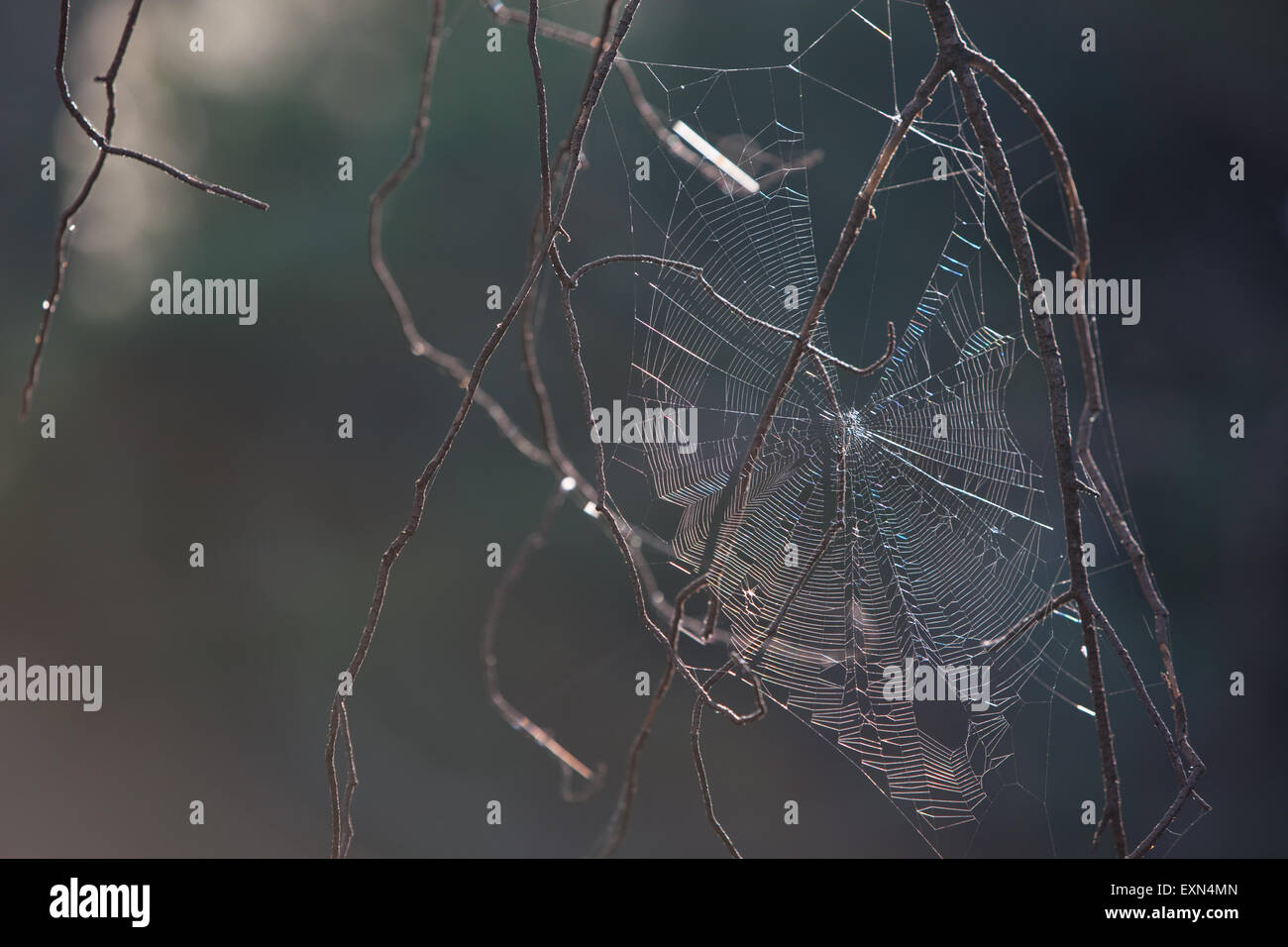 Big spider web placed in between pine tree cone branches. Limnos island ...