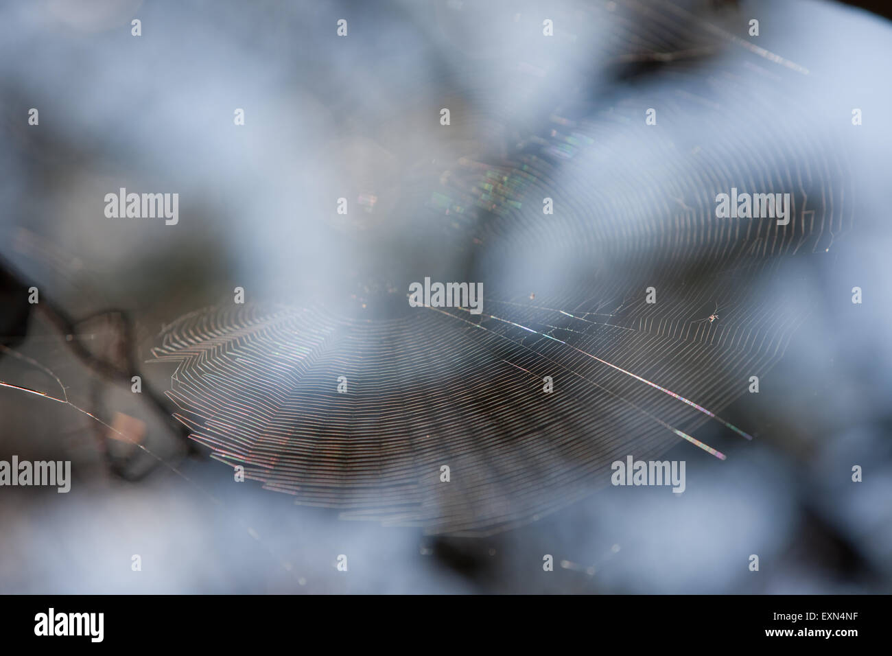 Camouflaged spider web trap placed in between pine tree cone branches ...