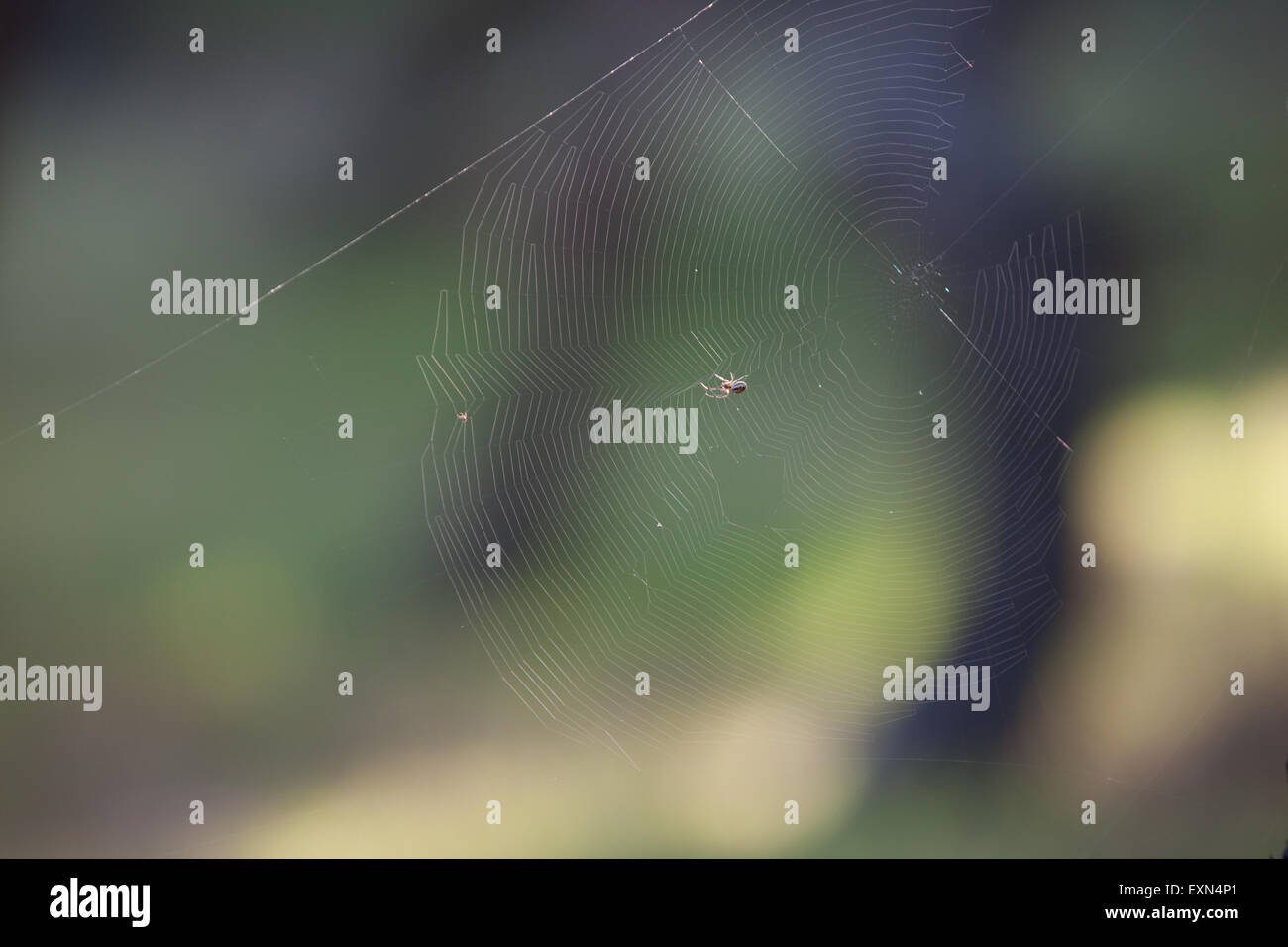 Tiny spider on its disguised silky trap. Limnos or Lemnos island ...