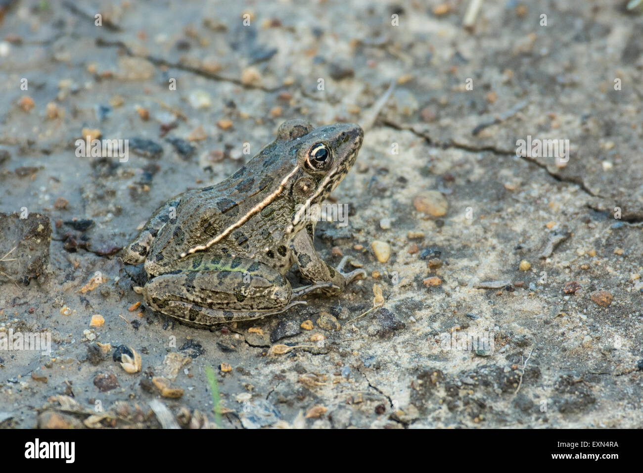Northern Leopard Frog on dried mud flats Stock Photo - Alamy