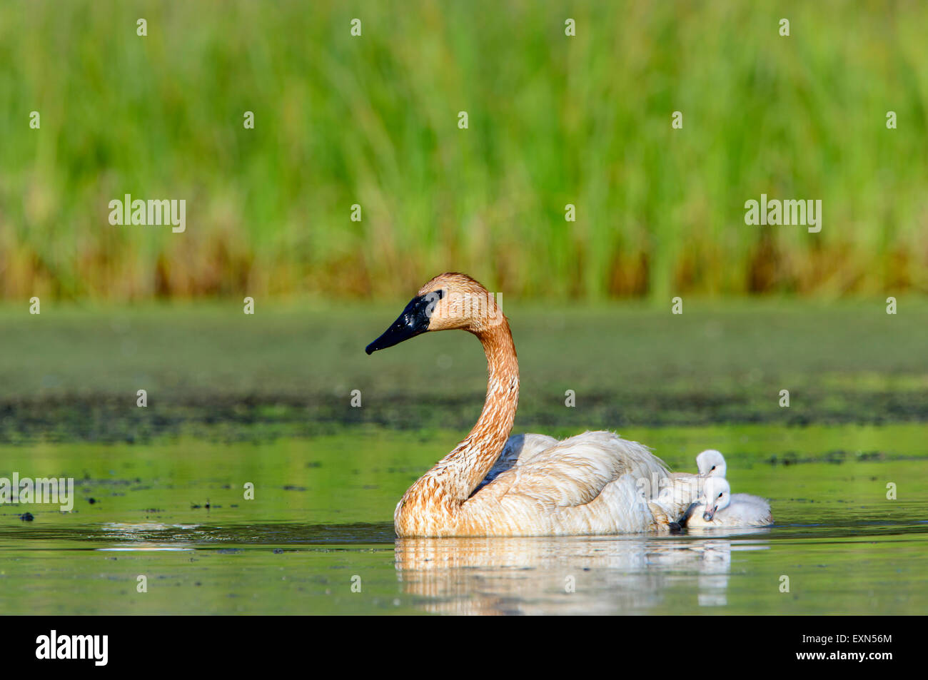 A female trumpeter swan (Cygnus buccinator) leads her cygnets around a ...