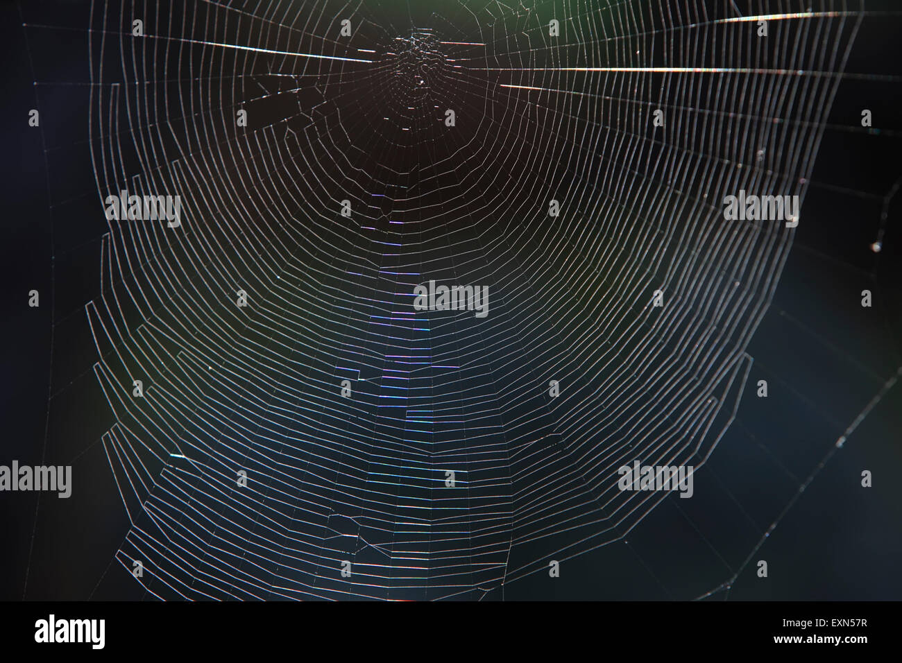 Closeup of a spider web pattern/ motif construction and iridescent ...