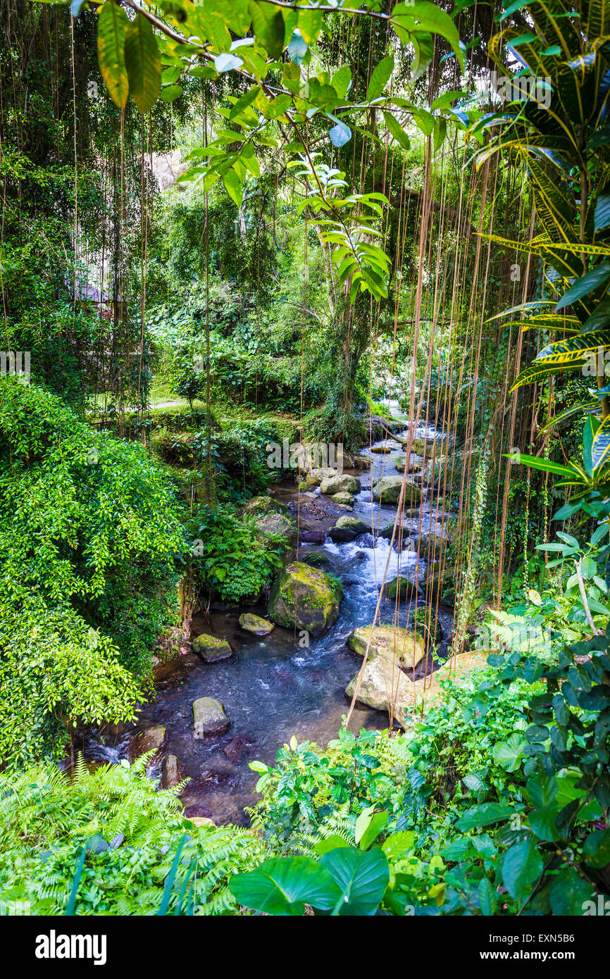 Indonesia, Bali, River in jungle Stock Photo - Alamy