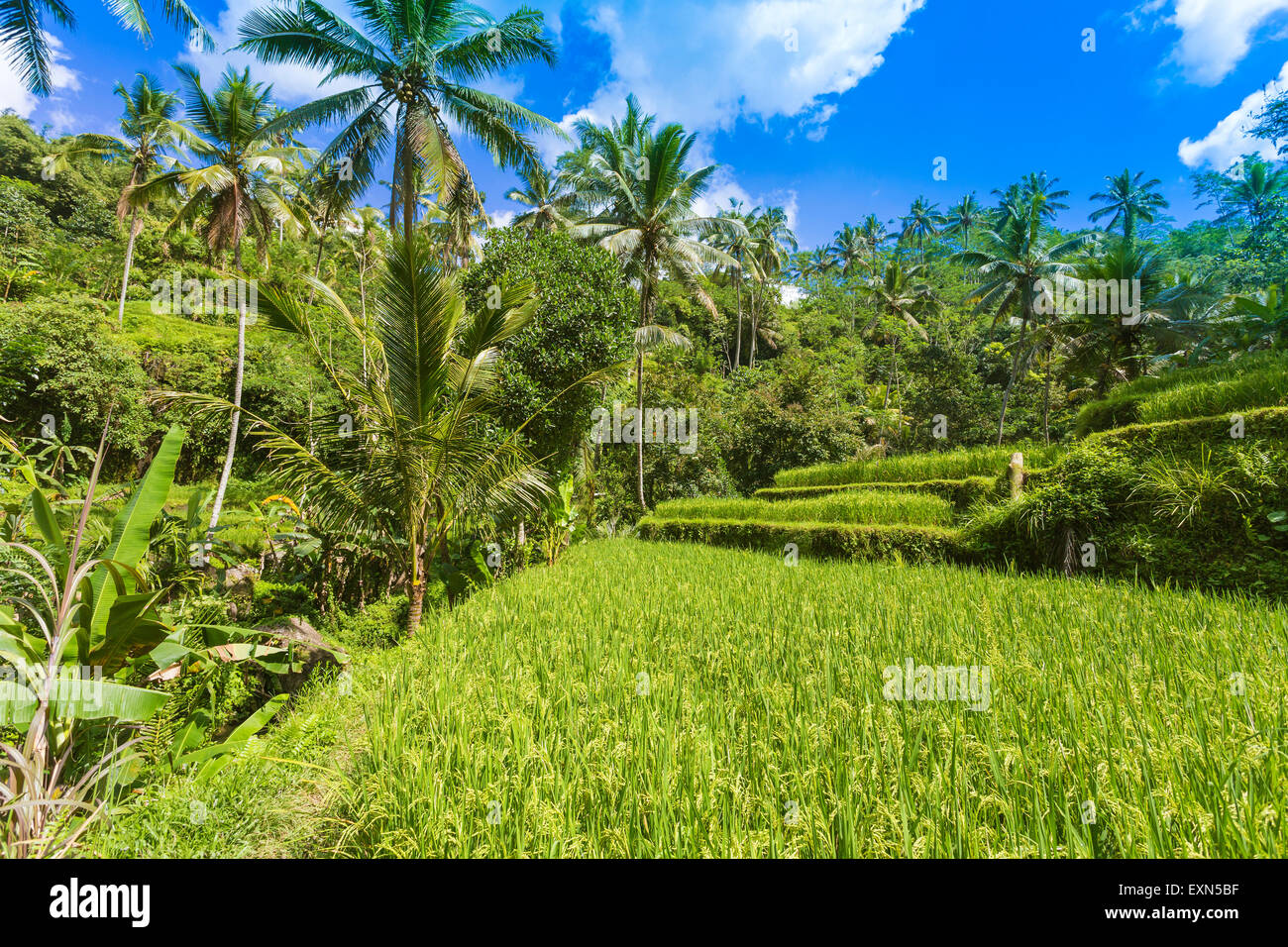 Indonesia, Bali, Rice fields Stock Photo - Alamy