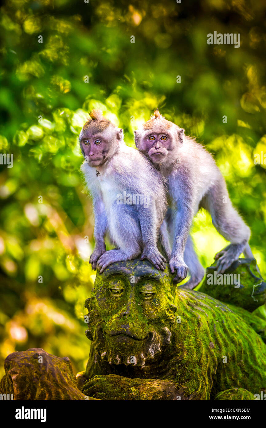 Indonesia, Bali, Ubud, two monkeys at Sacred Monkey Forest on monkey ...