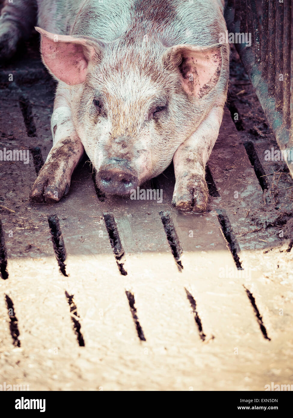 Germany, domestic pig having a rest Stock Photo - Alamy