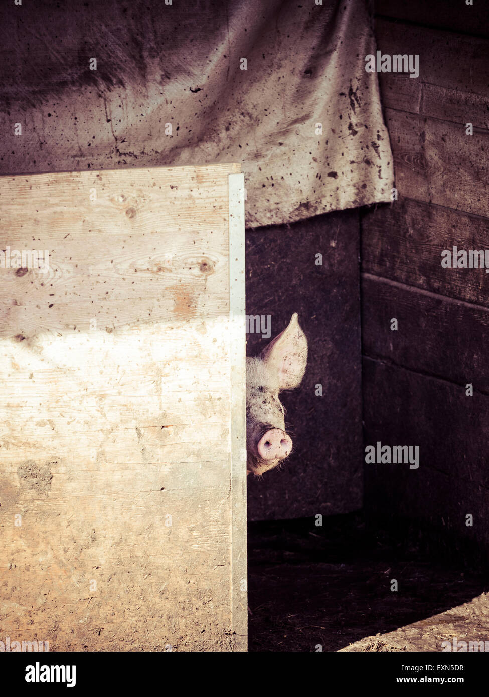 Peeking pig hi-res stock photography and images - Alamy