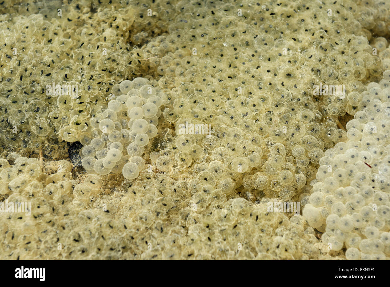 Frogspawn image hi-res stock photography and images - Alamy