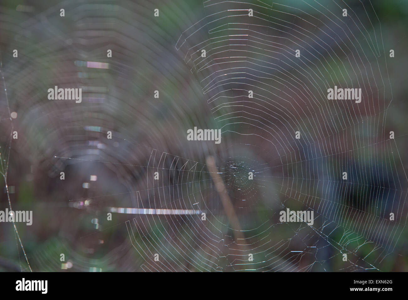 Two spiderweb traps barely visible in their natural surroundings ...