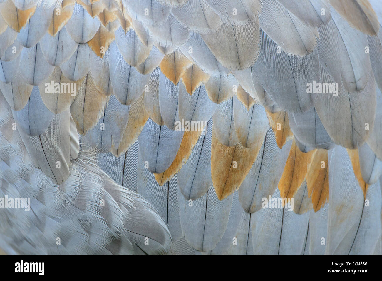 Sandhill Crane (Grus canadensis) feather details Stock Photo - Alamy