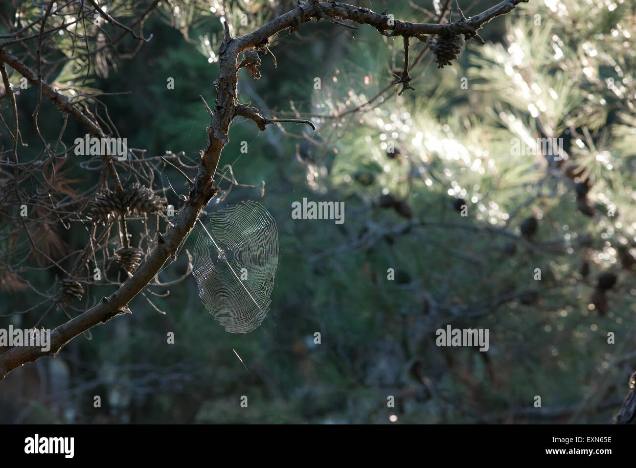 Backlit spiderweb trap on a pine tree branch and out of focus pine ...