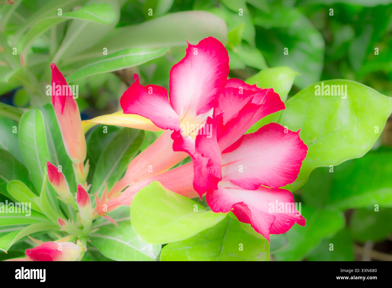 Desert rose flower background Stock Photo - Alamy