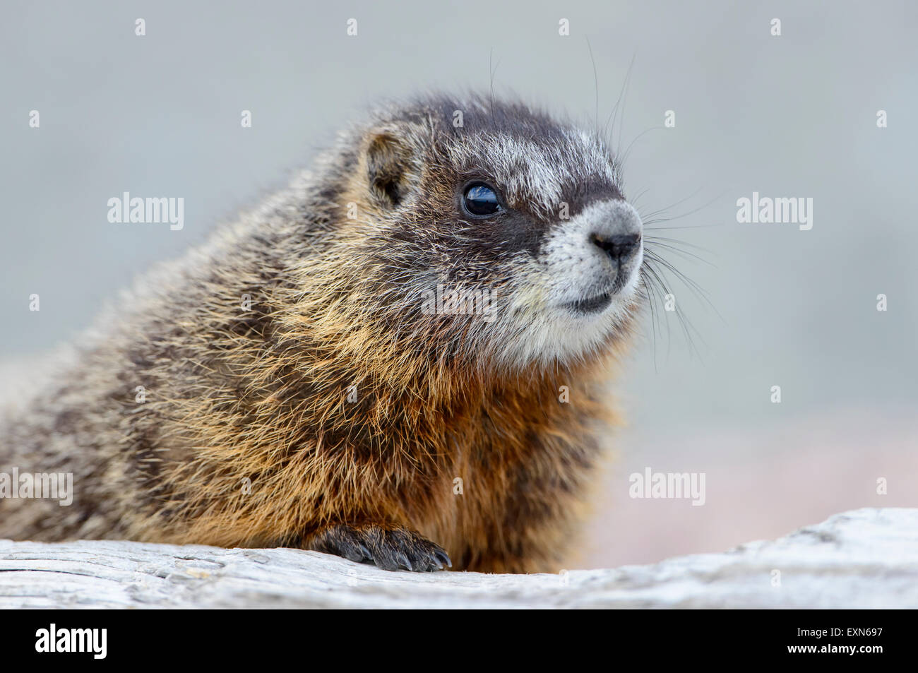 Baby marmot hi-res stock photography and images - Alamy