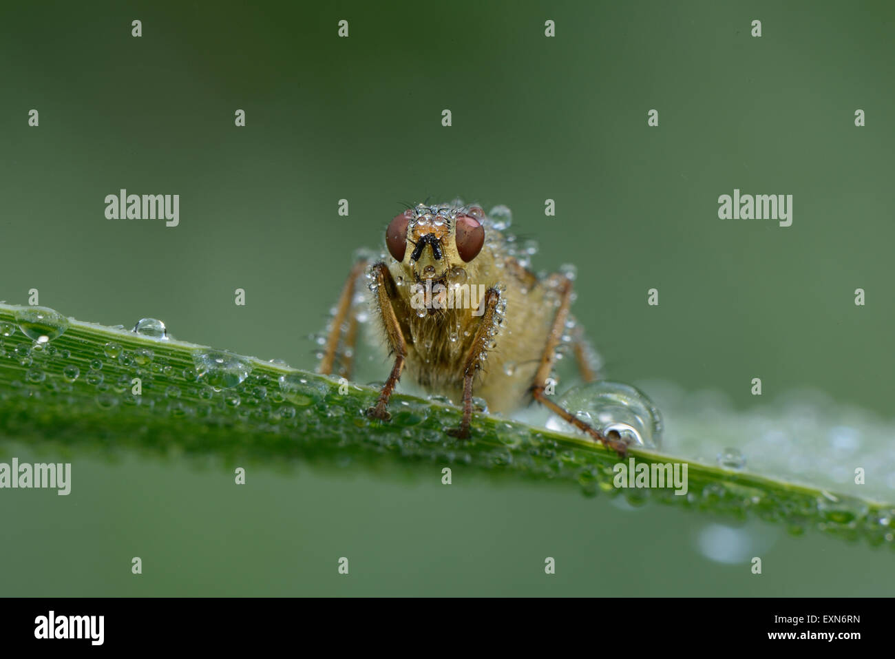 Wet yellow dung fly on blade of grass Stock Photo - Alamy