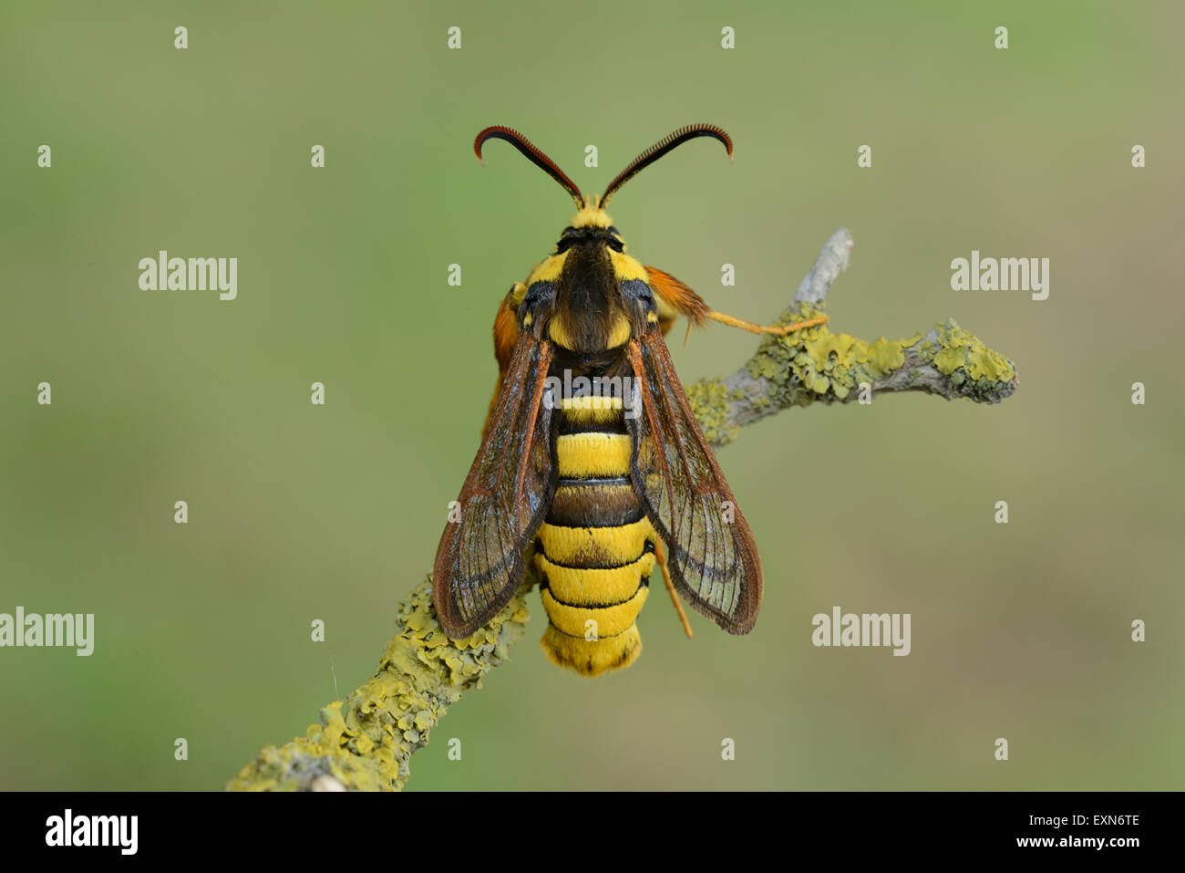 Hornet clearwing, Sesia apiformis Stock Photo - Alamy