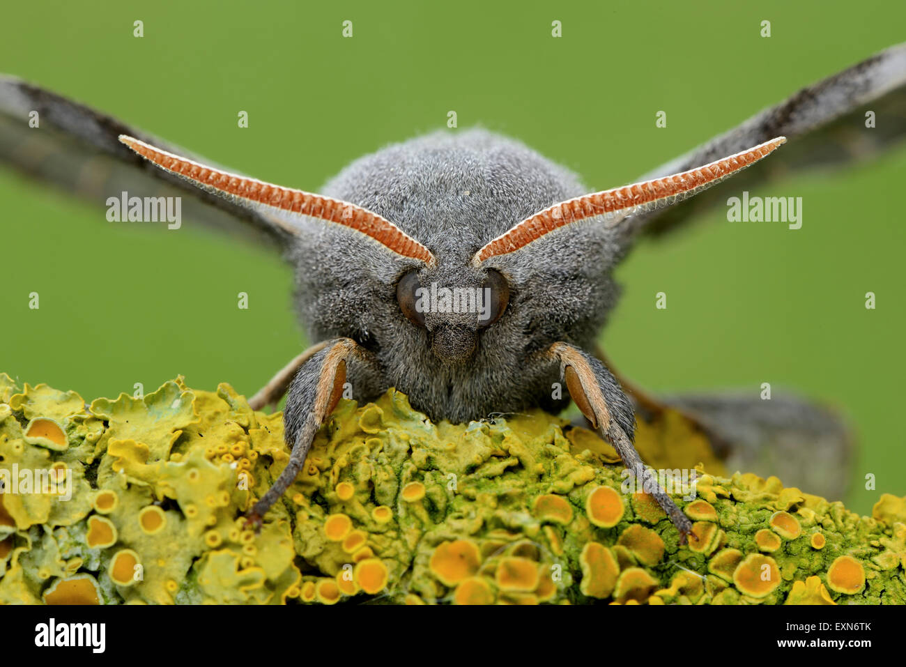 Poplar hawk-moth, Laothoe populi, Portrait Stock Photo - Alamy