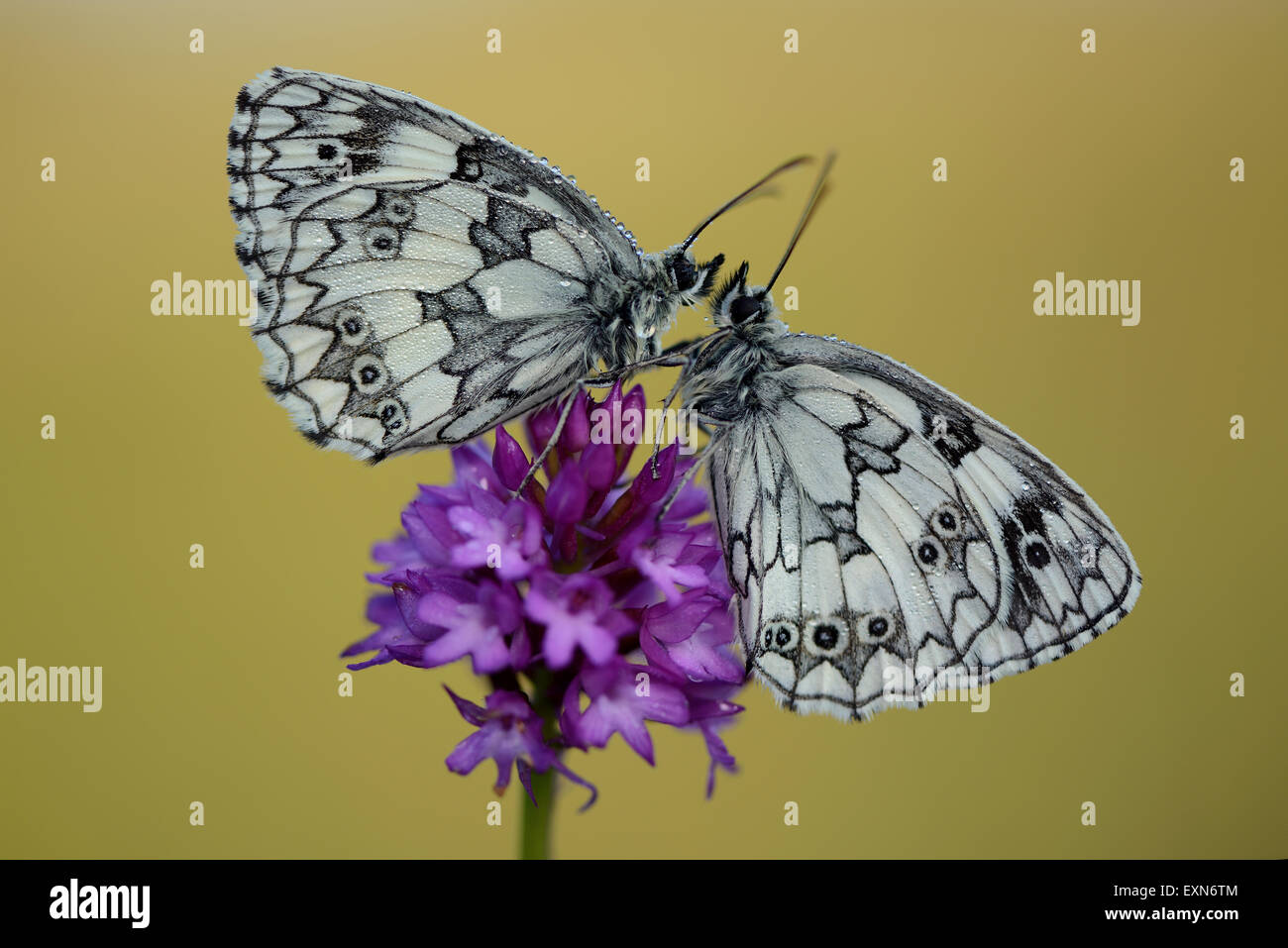 Marbled whites, Melanargia galathea, on flower Stock Photo - Alamy