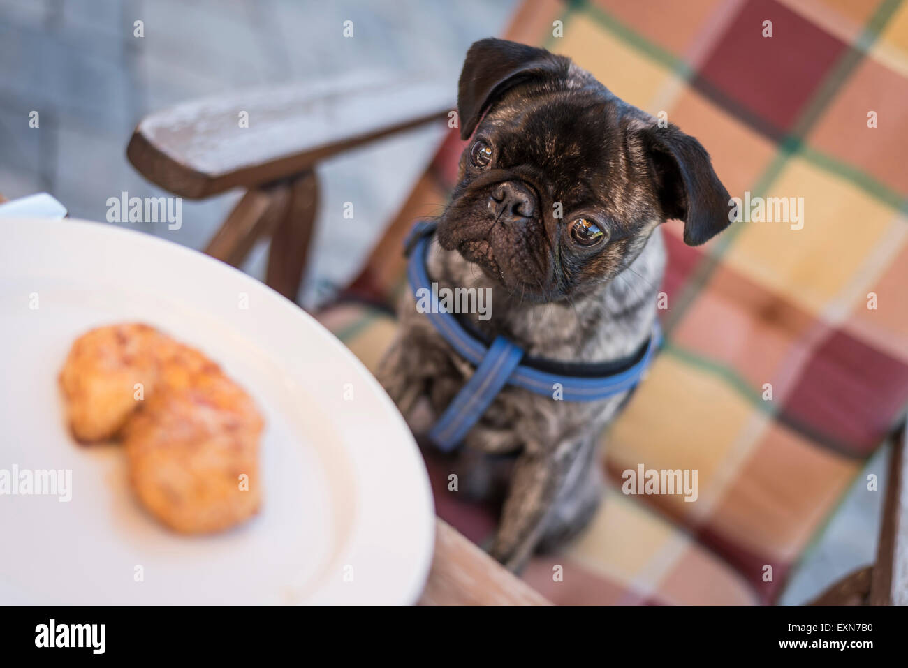 Pug starring at barbecue beef on a plate Stock Photo - Alamy