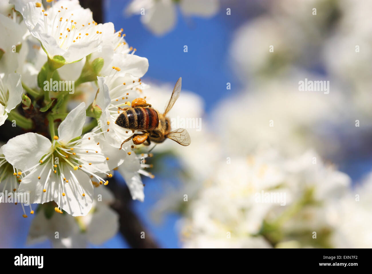 Bee gathering nectar from tree blossom Stock Photo - Alamy