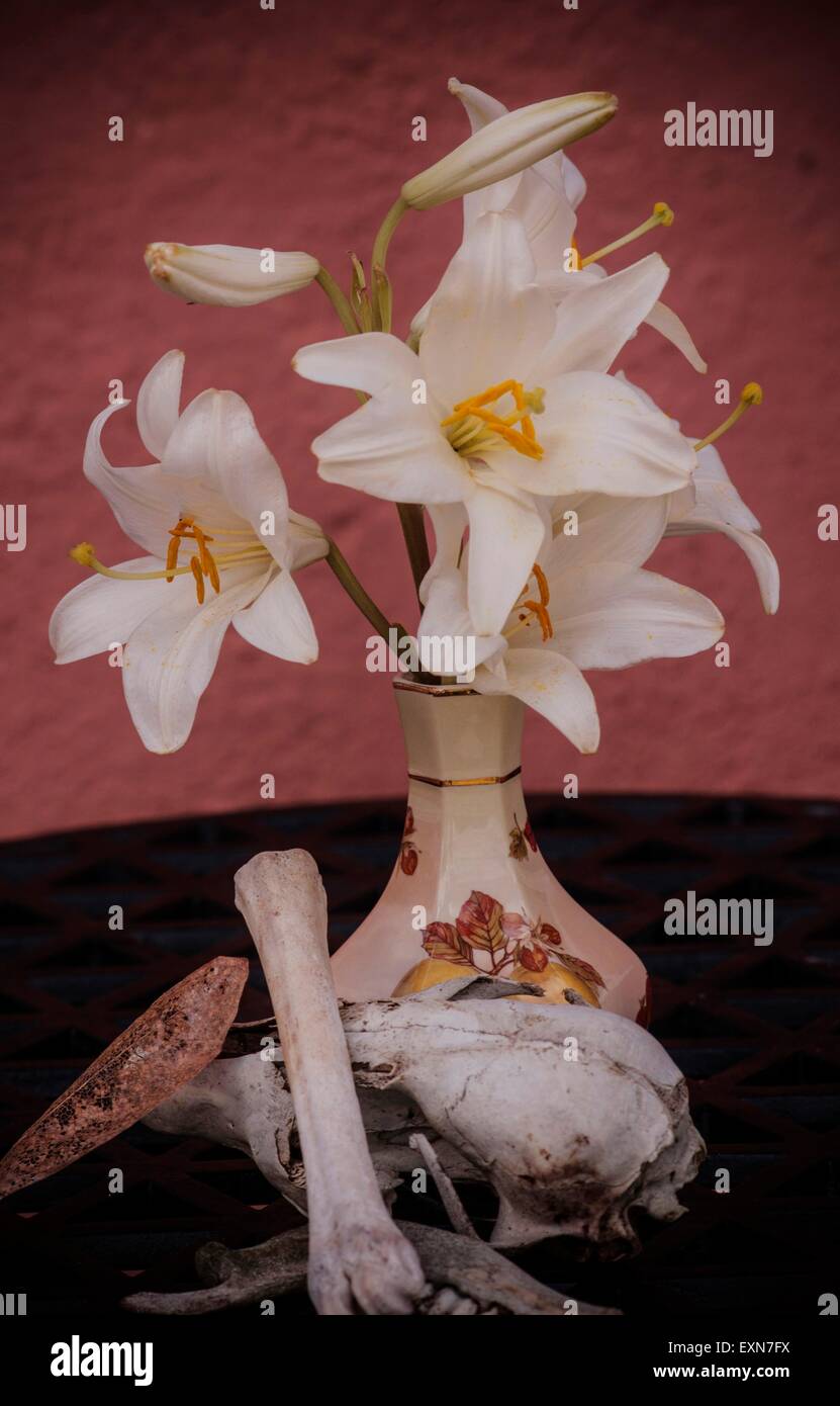 Lily Lilium (members of which are true lilies) is a genus of herbaceous ...