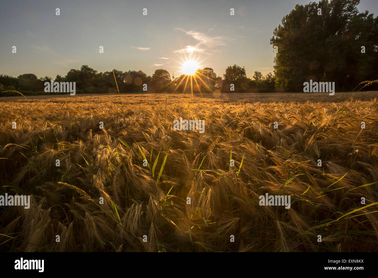 Germany, Bavaria, field in the evening Stock Photo - Alamy