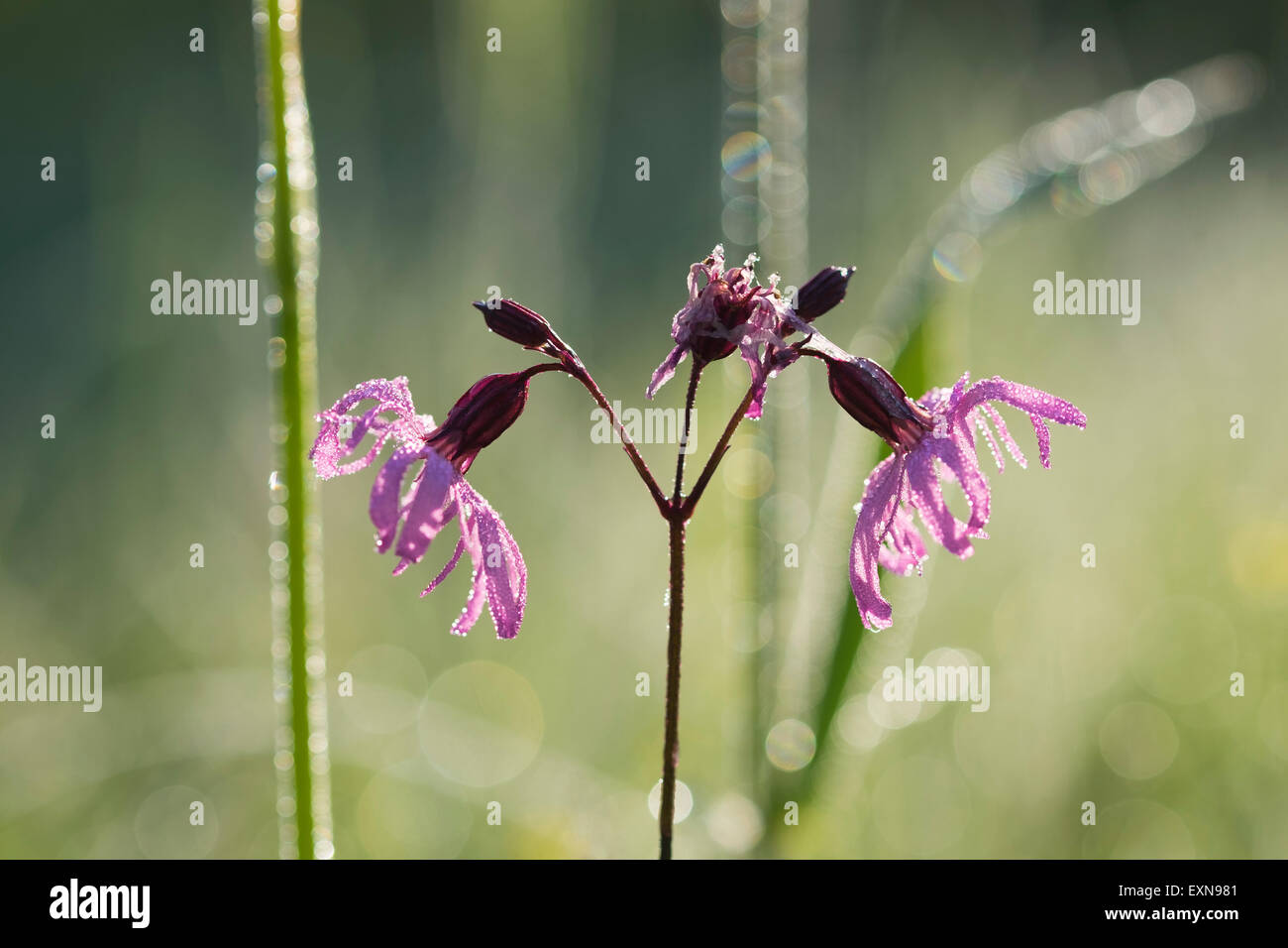 Ragged plant hi-res stock photography and images - Alamy
