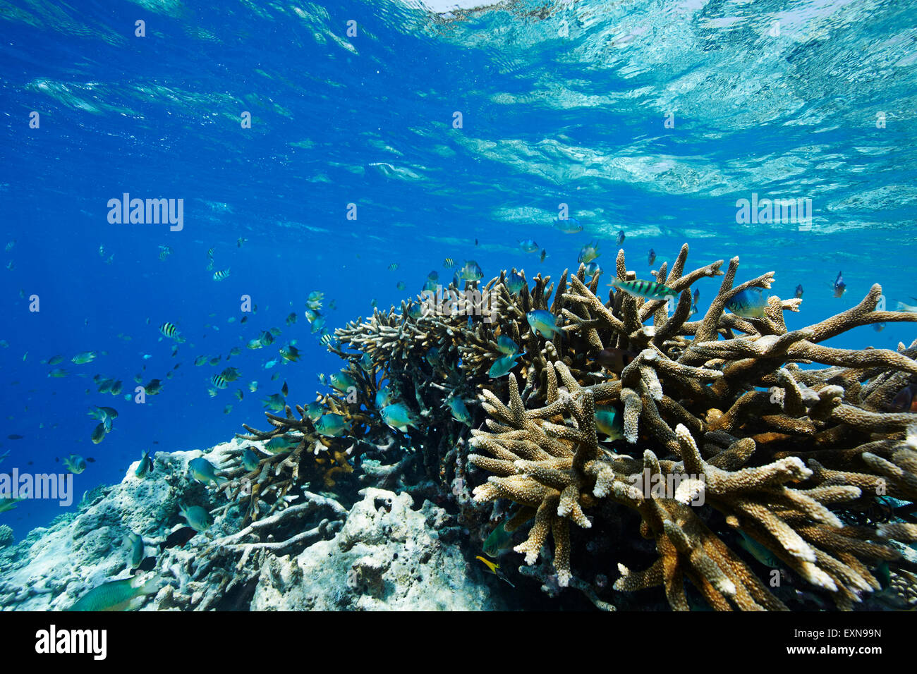 Fish and corals hi-res stock photography and images - Alamy