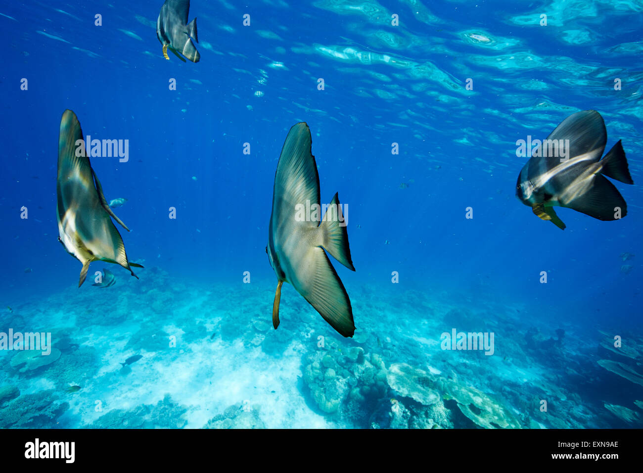 Maldives, fish in the Indian Ocean Stock Photo - Alamy