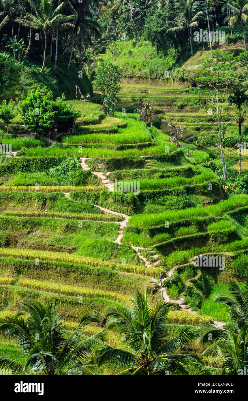 Indonesia, Bali, Ubud, rice field near Tegalalang Stock Photo - Alamy