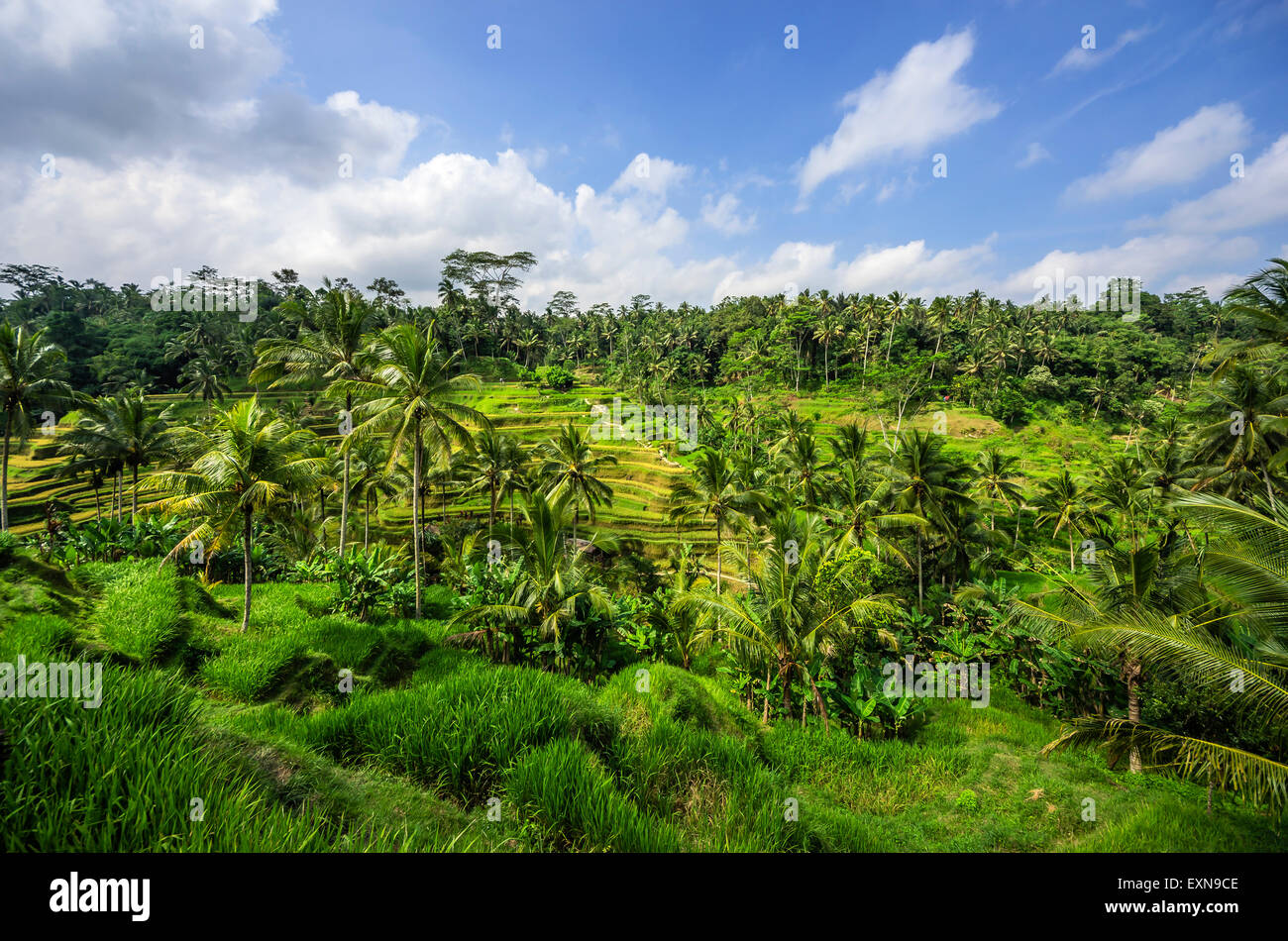 Indonesia, Bali, Ubud, rice field near Tegalalang Stock Photo - Alamy