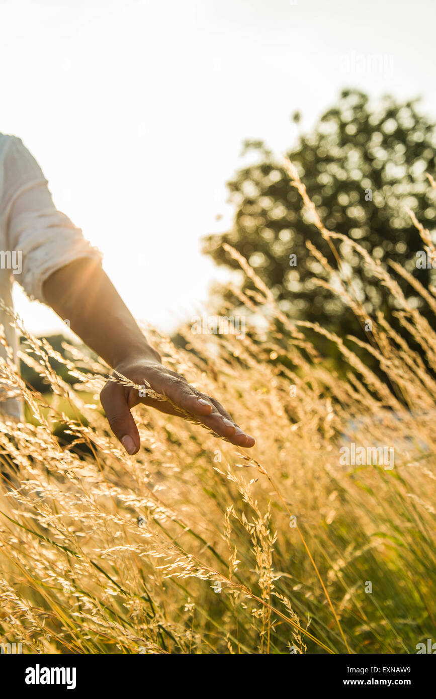 Close-up of woman touching tall grass in field Stock Photo - Alamy