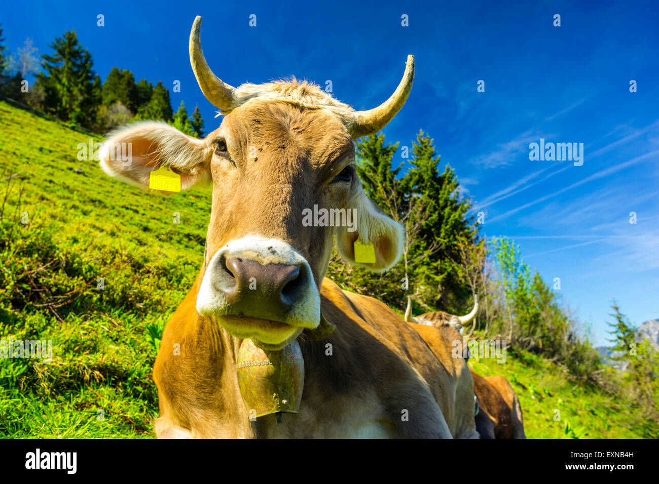 Germany, Bavaria, Allgaeu, Cattle, dairy cow, portrait Stock Photo - Alamy