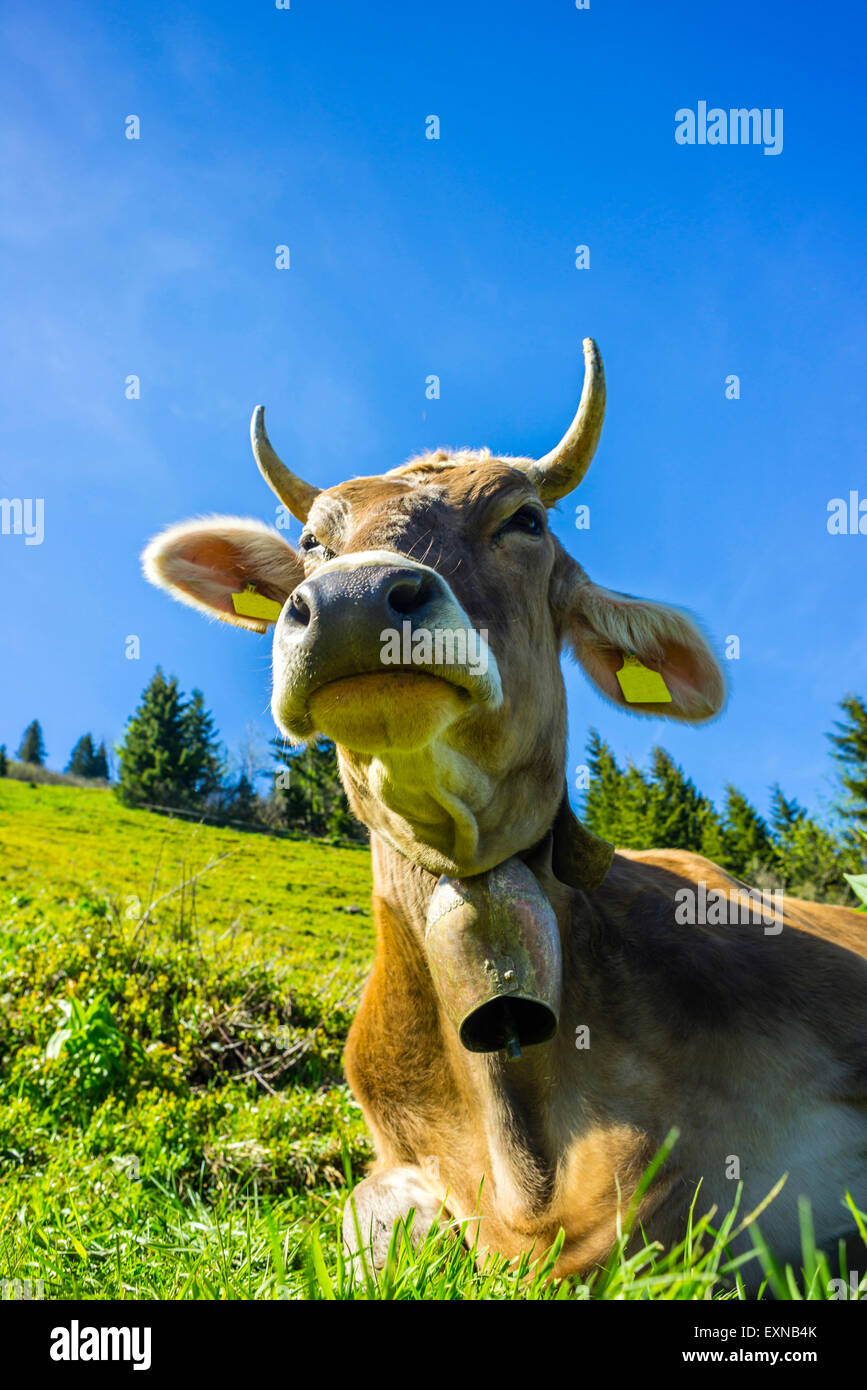 Germany, Bavaria, Allgaeu, Cattle, dairy cow, portrait Stock Photo - Alamy