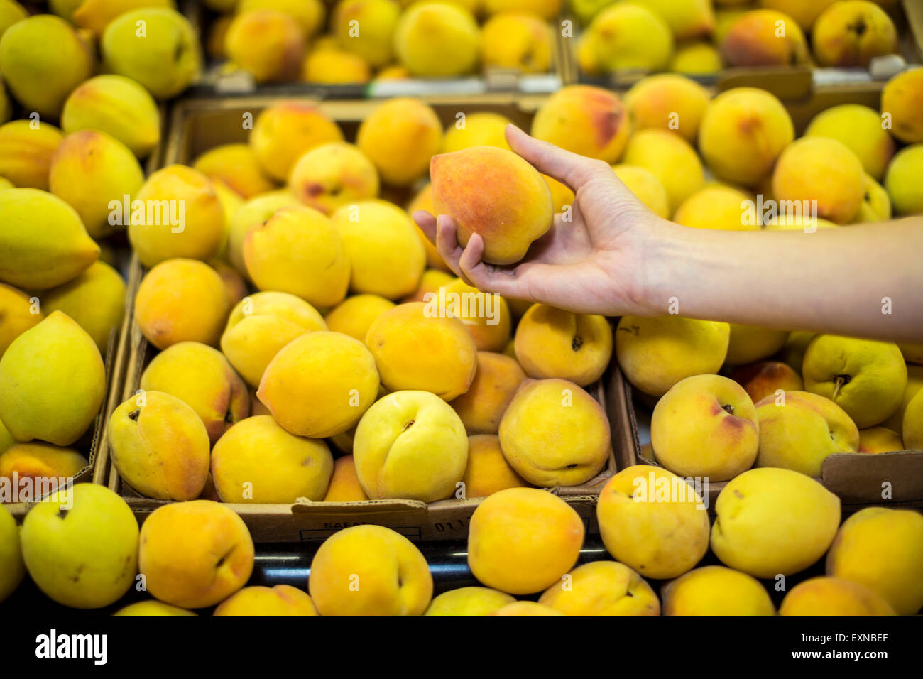 Hand picking peach hi-res stock photography and images - Alamy