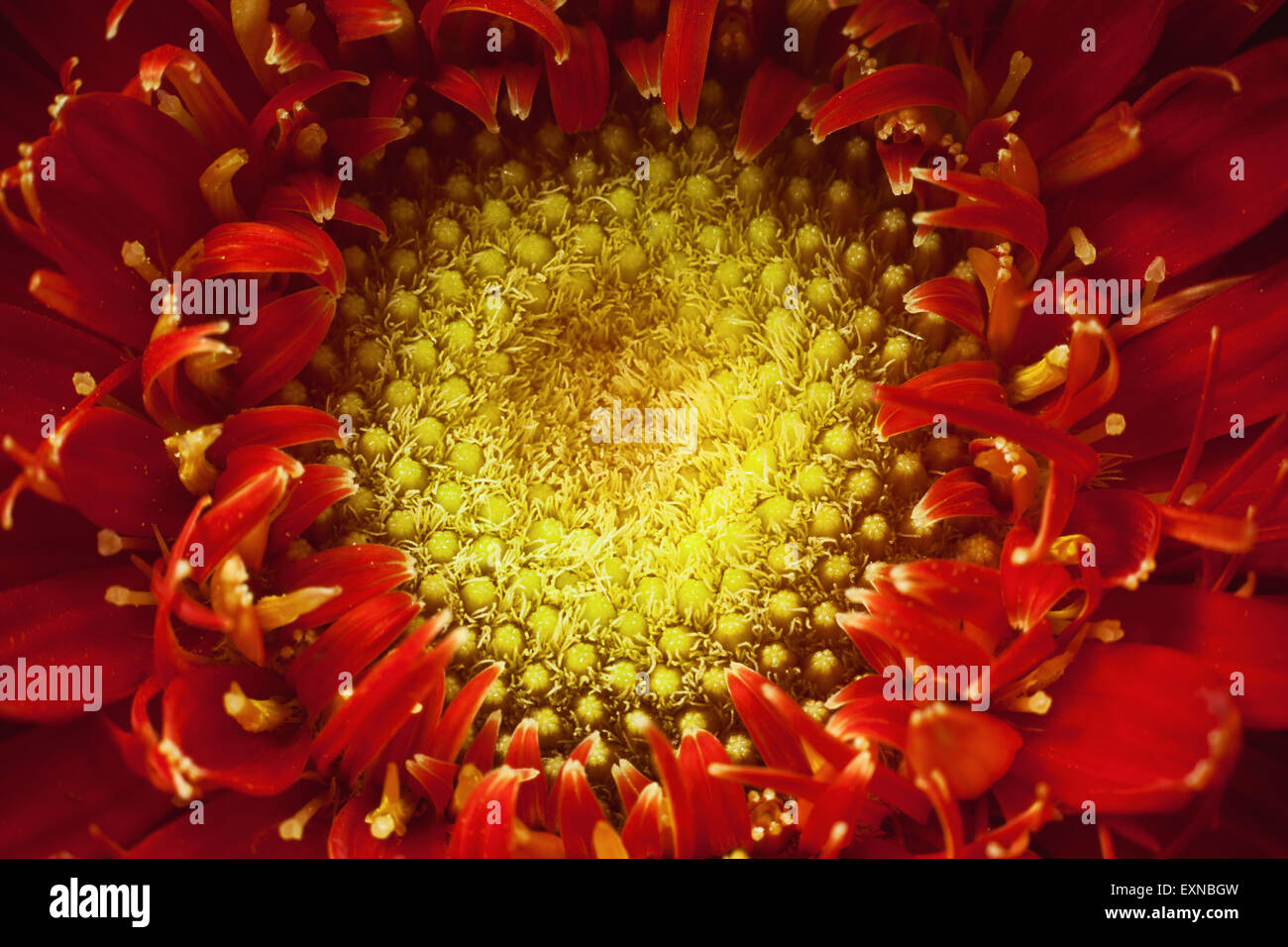 Macro view of center of red Gerber flower, beautiful abstract details ...