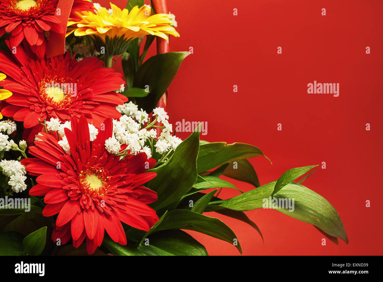 Red Gerber flowers in an arrangement, closeup view. Red background as ...