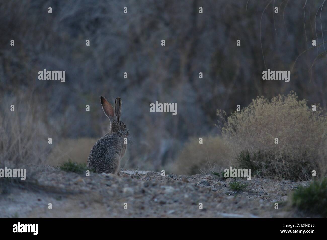 Jack rabbit hi-res stock photography and images - Alamy