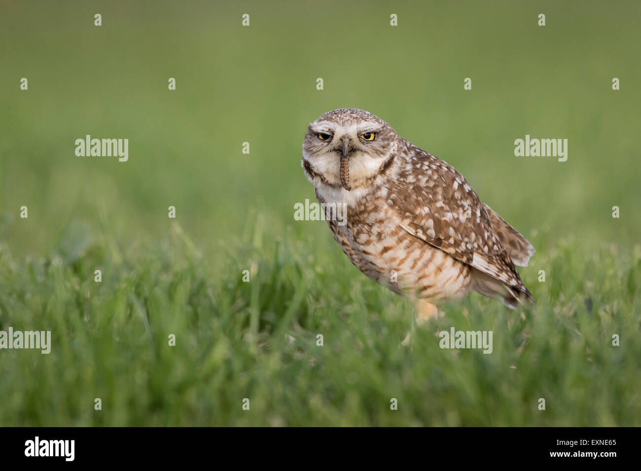 Burrowing owl with prey Stock Photo - Alamy