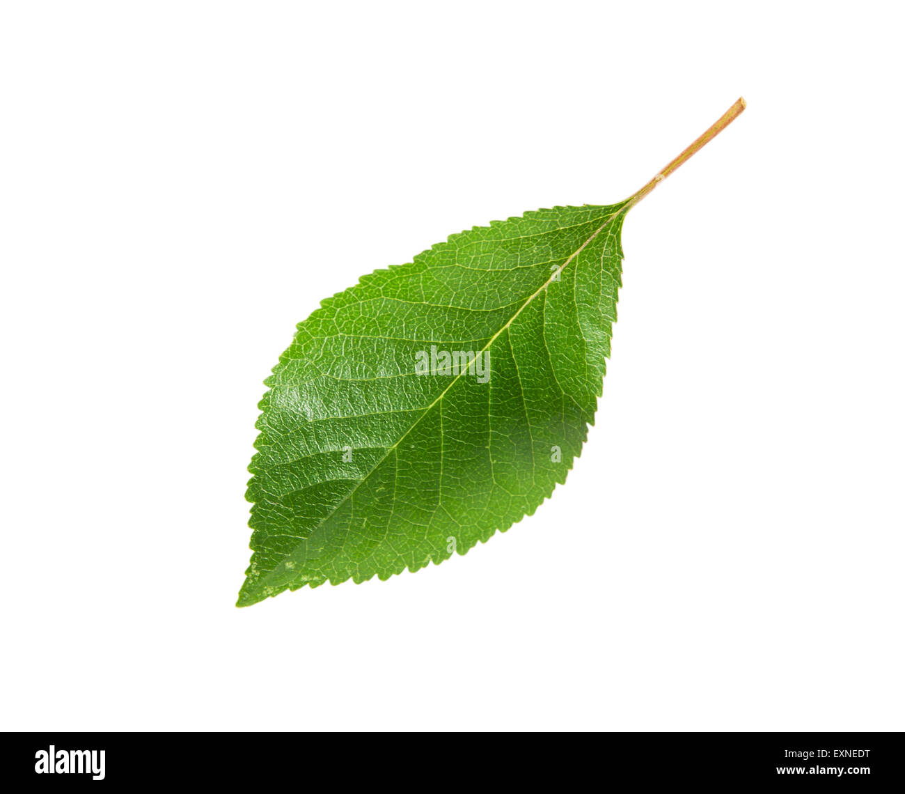 Single green leaf of cherry isolated on white background Stock Photo ...
