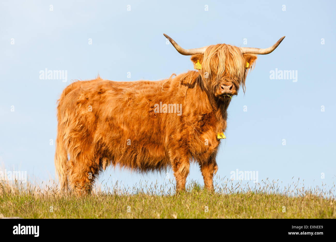 Long haired and horned Aberdeen Angus cows in a field overlooking Nant ...