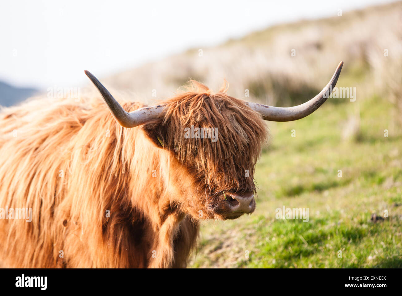 Long haired and horned Aberdeen Angus cows in a field overlooking Nant ...