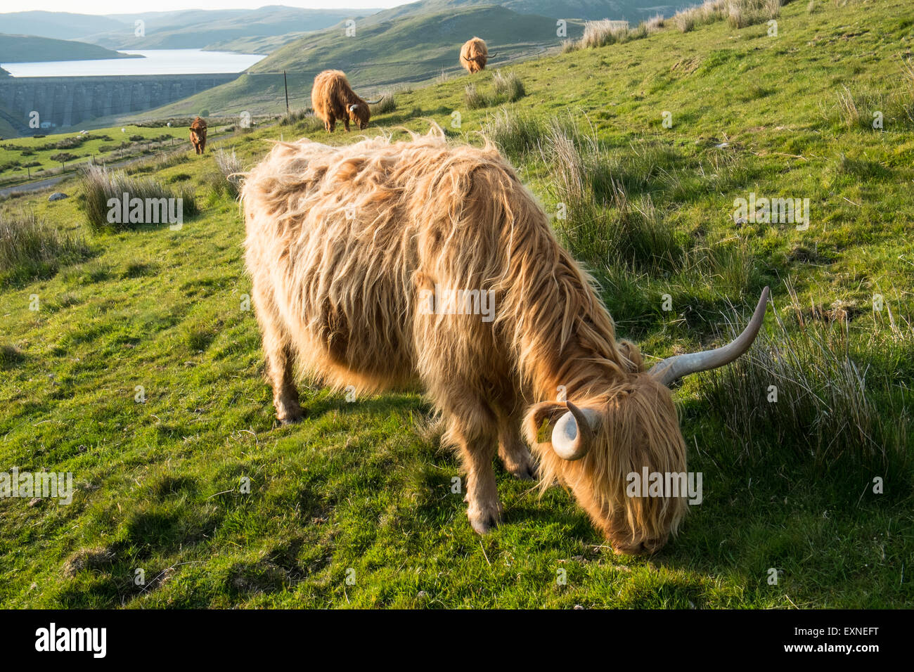 Red haired cows hi-res stock photography and images - Alamy