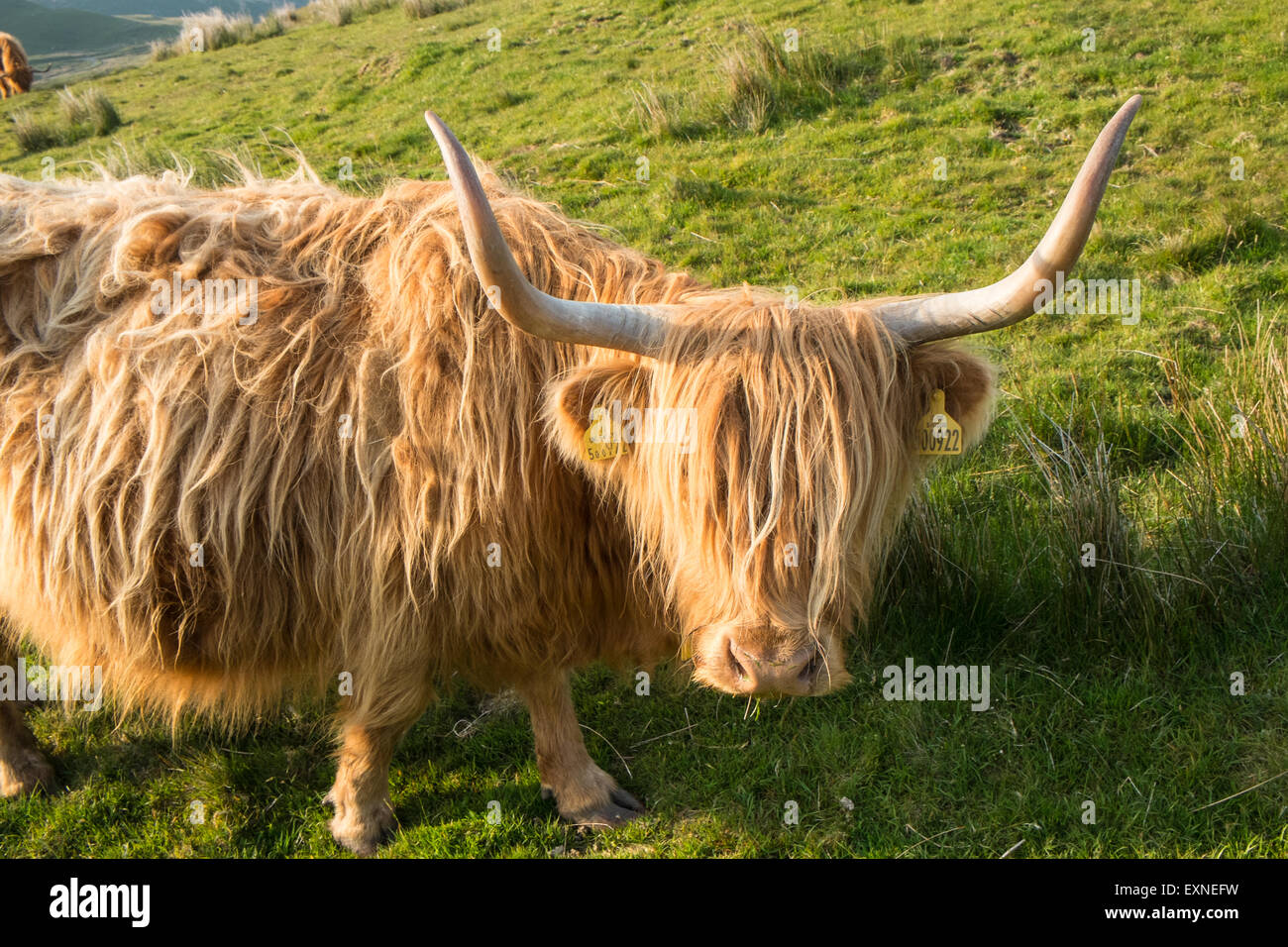 Long haired aberdeen angus cows hi-res stock photography and images - Alamy