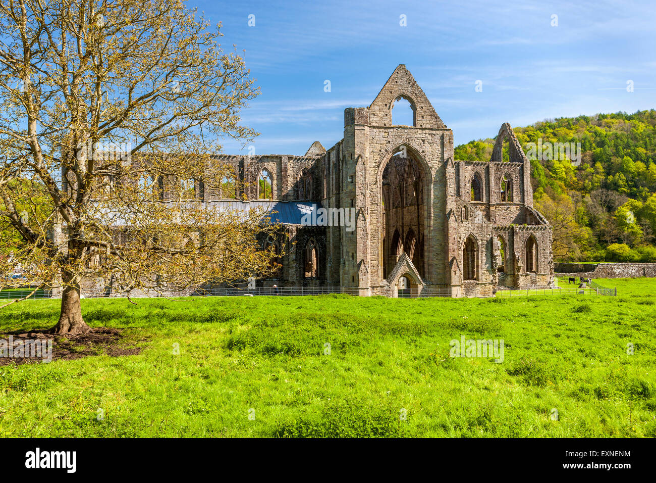 The ruins of Tintern Abbey a medieval Cistercian monastery ...