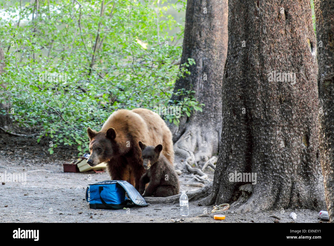 Black bear and cub in the Mammoth Lakes Basin Stock Photo - Alamy