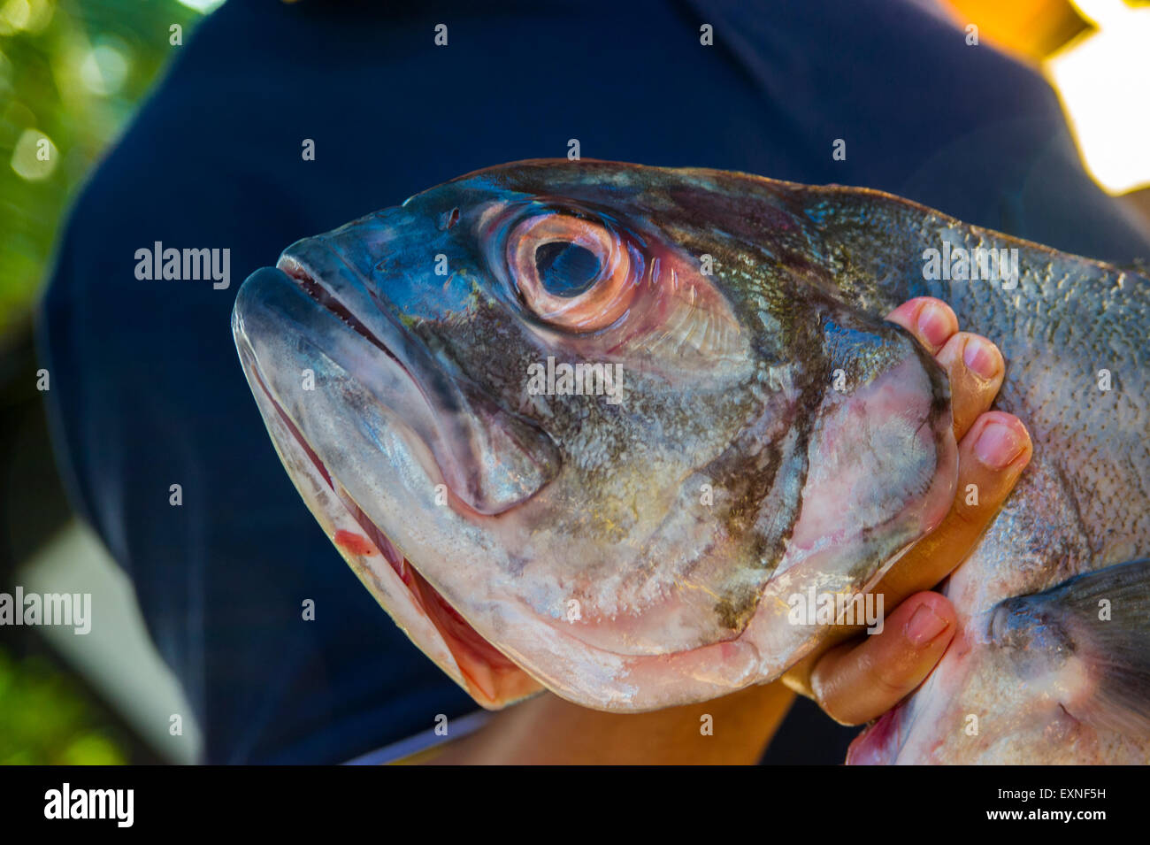 Crevalle jack fish hi-res stock photography and images - Alamy