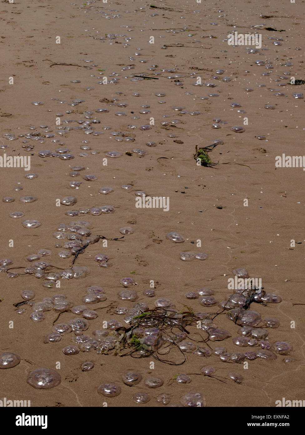 Moon uk jellyfish hi-res stock photography and images - Alamy