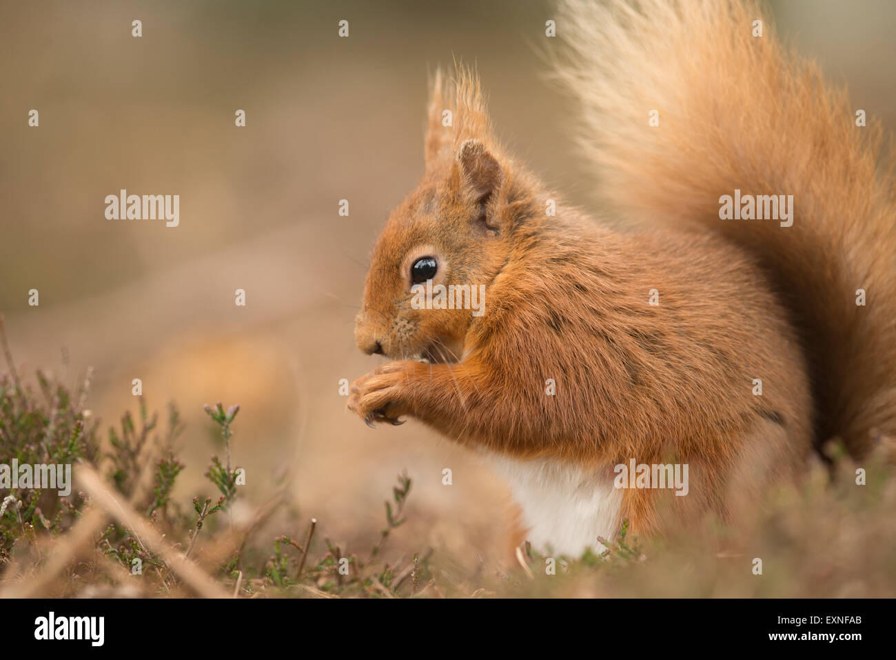 red squirrel,squirrel, wildlife, brown, red, eye, fur, cute, rodent ...