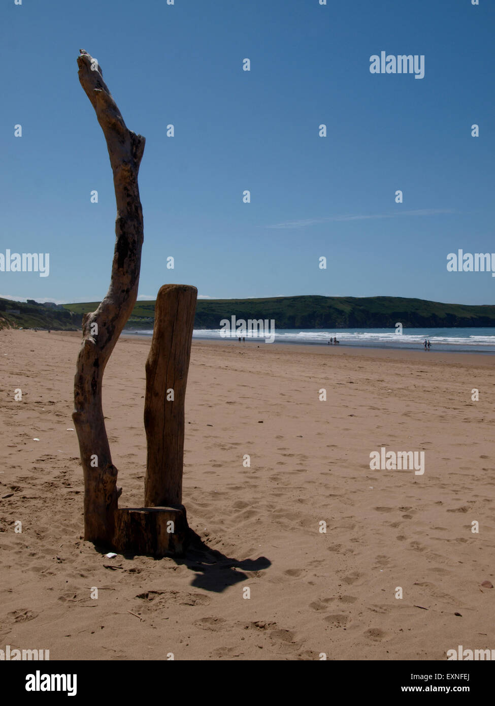 Old beach tree hi-res stock photography and images - Alamy