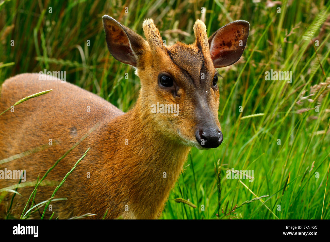 Tiny Muntjac are a very shy species of deer. They have tough skins ...